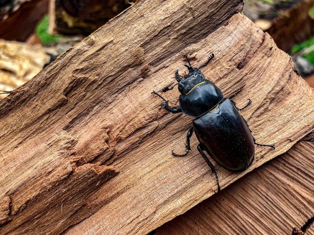 High angle view of black insect on wood | ID: 124945631