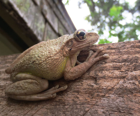 Brown Tree Frog pictures | Curated Photography on EyeEm