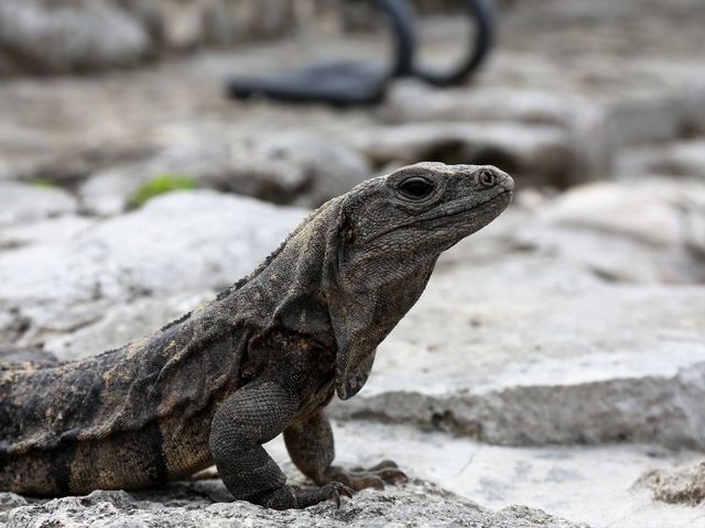 Close-up of lizard on rock | ID: 108093915