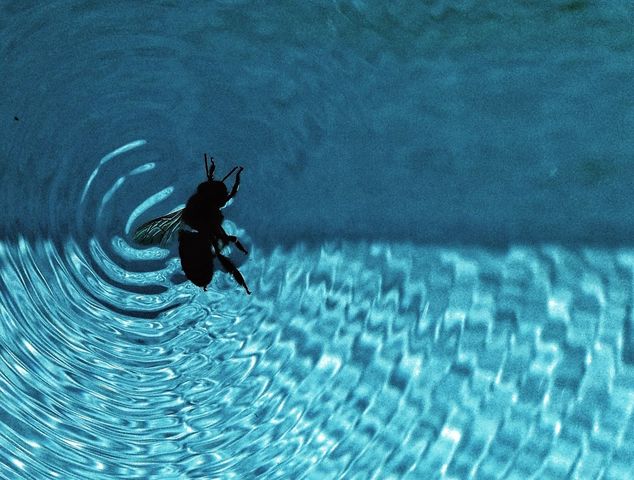 Bee floating on water | ID: 17159643