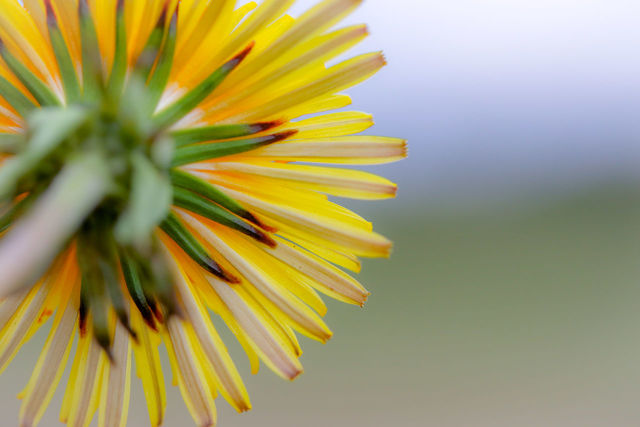 Close-up of yellow flower pollen | ID: 160183208