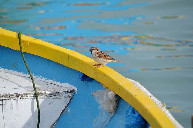 Bird perching on a boat in a sea | ID: 134171789