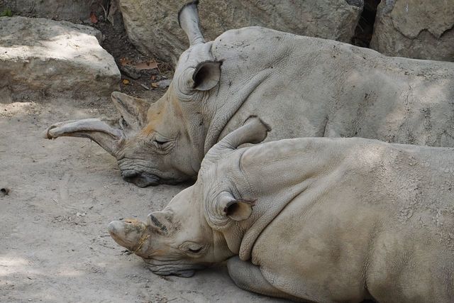 High angle view of animal resting on field | ID: 144482081