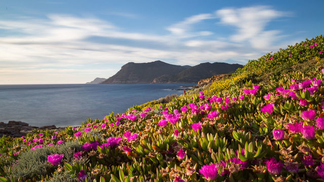 Scenic view of sea and pink flowers against | ID: 136251883