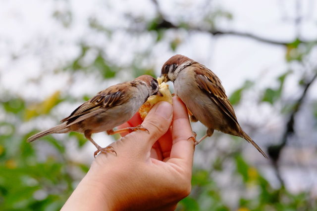 Close-up of hand holding bird perching on | ID: 113960325