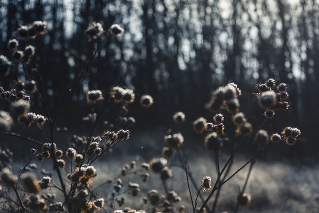 Close-up of wilted plant in forest during | ID: 154176230