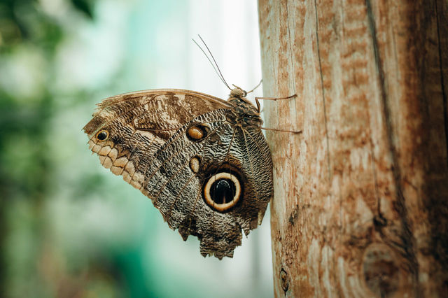 Close-up of buttefly on tree trunk | ID: 109197871