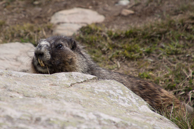 Close-up of an animal on rock | ID: 128124581