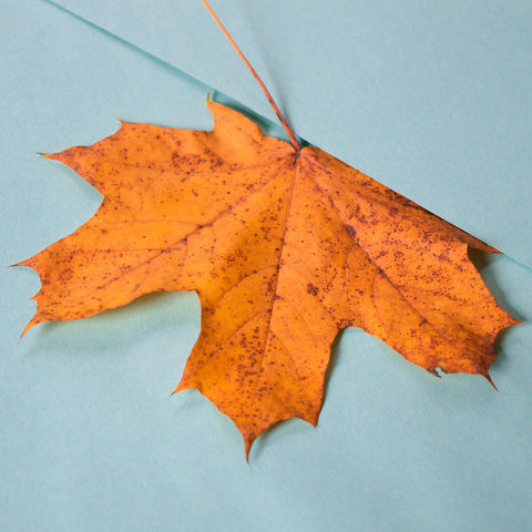 High angle view of maple leaf against blue | ID: 149849878