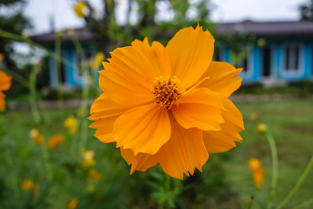 Close-up of yellow pollen blooming outdoors | ID: 110784212