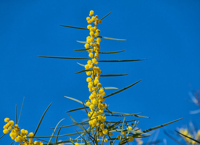Low angle view of tree against clear sky | ID: 102424014