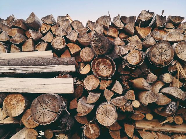 Stack of logs | ID: 147148111