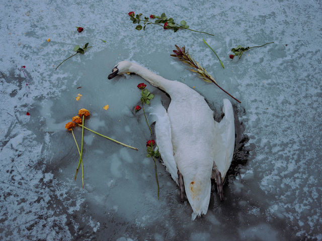High angle view of dead swan in snow | ID: 180141494