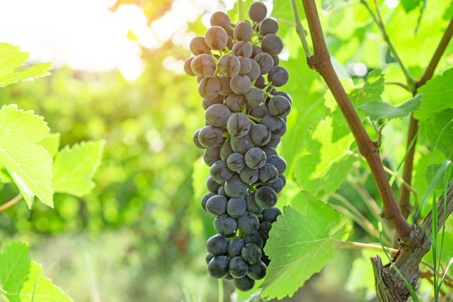 Close-up of grapes | ID: 132543276