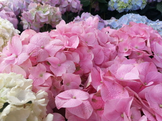 Pink flowers blooming outdoors | ID: 105868695