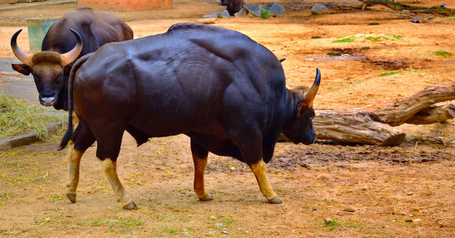 animal themes 195781399 | Beautiful photography on EyeEm