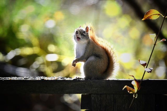 Close-up of monkey | ID: 199203188