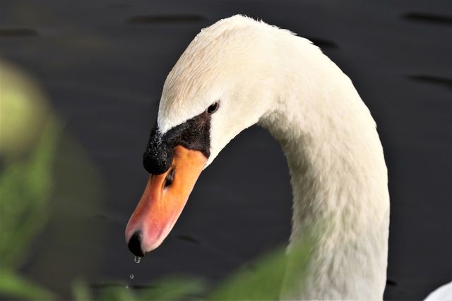 Close-up of swan | ID: 158991680