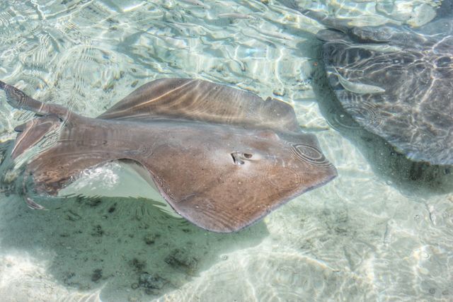 High angle view of stingrays swimming in sea | ID: 52269988