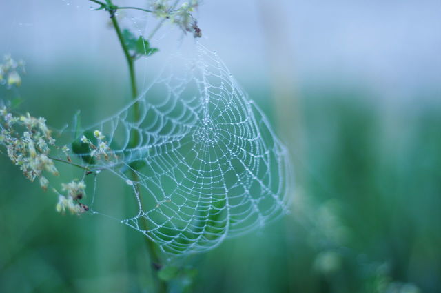 Close-up of spider web on plant | ID: 165941131