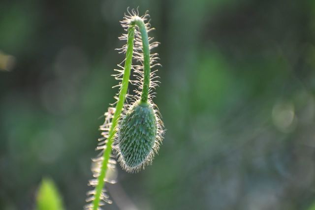 Close-up of plant | ID: 141635936
