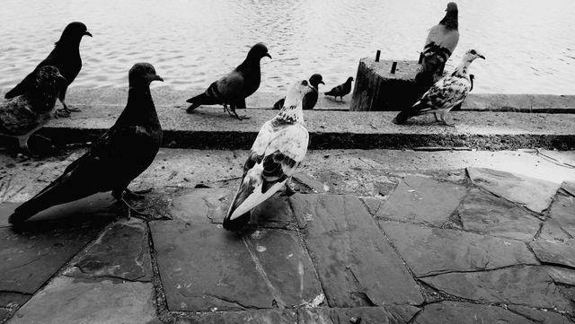 High angle view of pigeons perching on the | ID: 130331900
