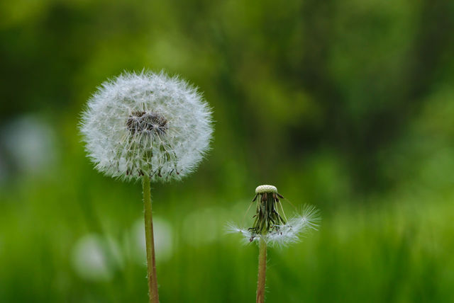 Close-up of dandelion flower | ID: 141457150