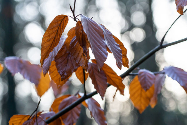 Close-up of dried leaves on plant during | ID: 153178872