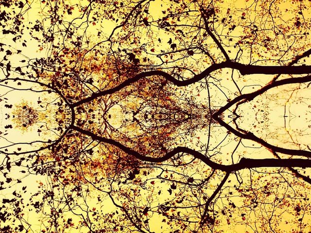 Low angle view of bare trees against sky | ID: 68066458