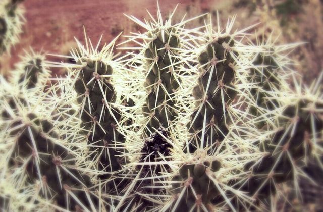 Close-up of spiked cactus | ID: 64094789