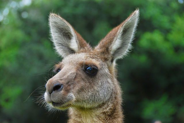 Close-up of kangaroo against trees | ID: 82226777