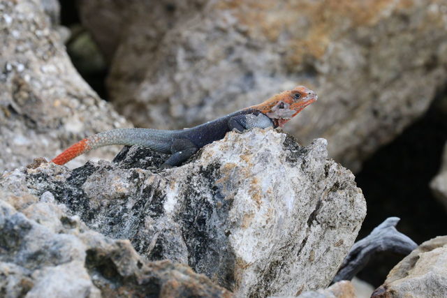 Close-up of lizard on rock | ID: 150087983