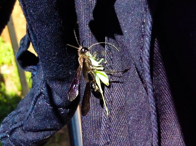Close-up of insect on wall | ID: 71008991