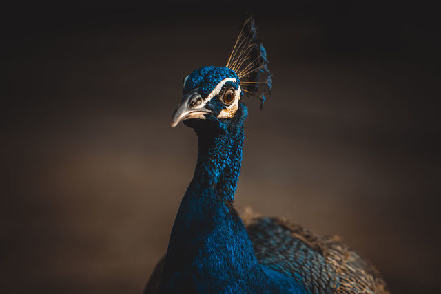 Animal's Crest pictures | Curated Photography on EyeEm