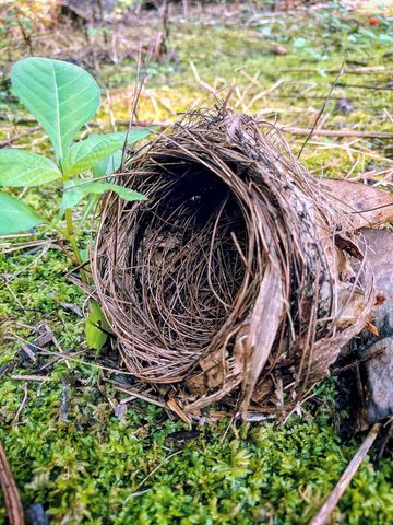 High angle view of bird nest on grass | ID: 139365382