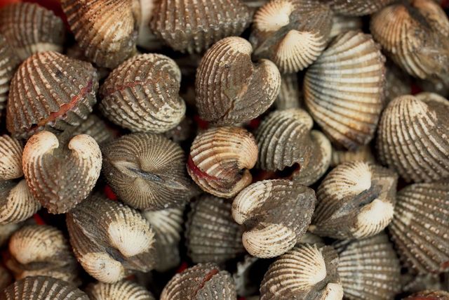 Bivalve pictures | Curated Photography on EyeEm