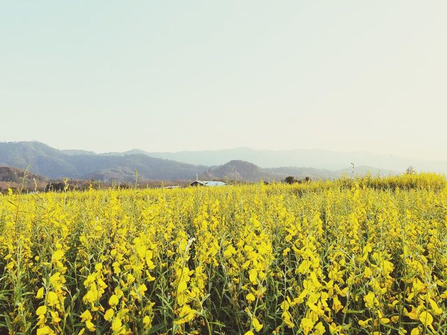 Scenic view of yellow field against clear | ID: 118696211