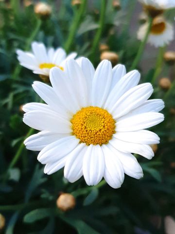Close-up of white daisy | ID: 140136951