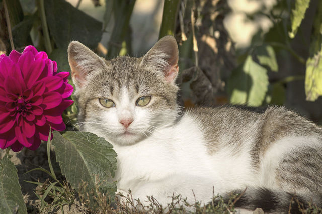 Close-up portrait of a cat on flower | ID: 139051614