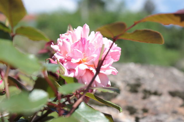 Close-up of pink flower plant | ID: 159112304