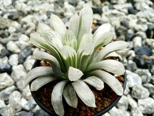 Close-up of flower growing outdoors | ID: 95874685