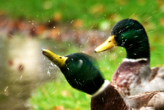 Shake the water off duck | ID: 150001580