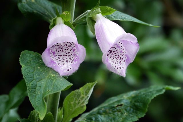 flower 214039277 | Beautiful photography on EyeEm