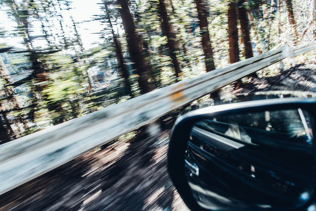 Blurred motion of trees in forest | ID: 135055680