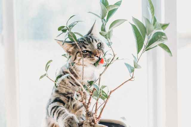 Portrait of cat eating plant at home | ID: 114481232