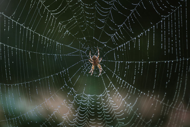 Close-up of spider on web | ID: 134344117