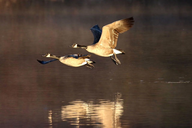 Birds flying over water | ID: 96367392