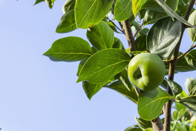 Low angle view of apples on tree | ID: 135892685