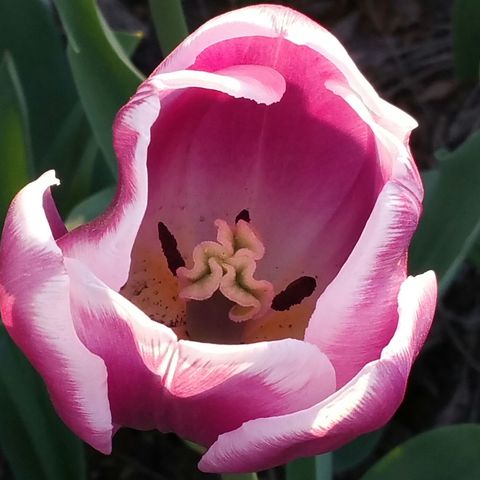 Close-up of pink tulip blooming outdoors | ID: 64884872