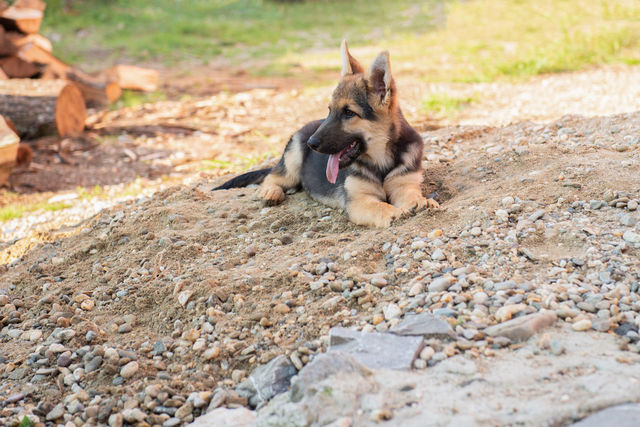 Portrait of a dog on rock | ID: 126381197